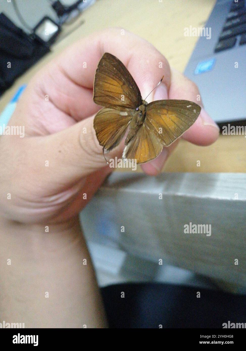 Pheretima hi-res stock photography and images - Alamy