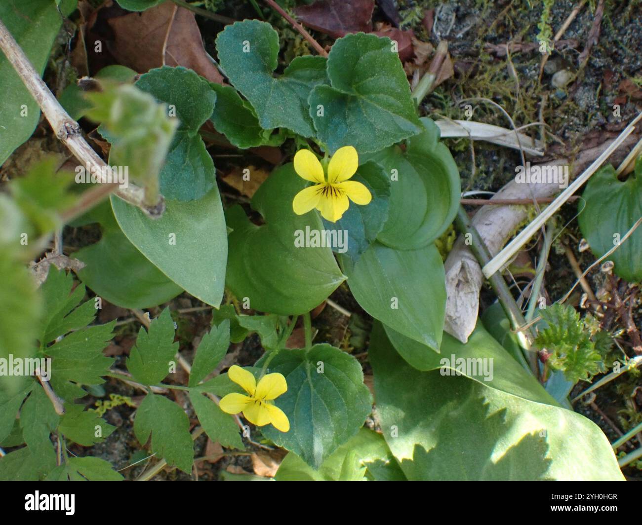 stream violet (Viola glabella Stock Photo - Alamy