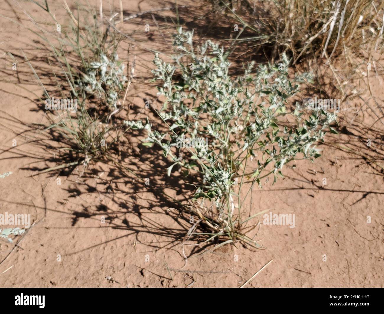 Subfamily chenopodioideae hi-res stock photography and images - Alamy