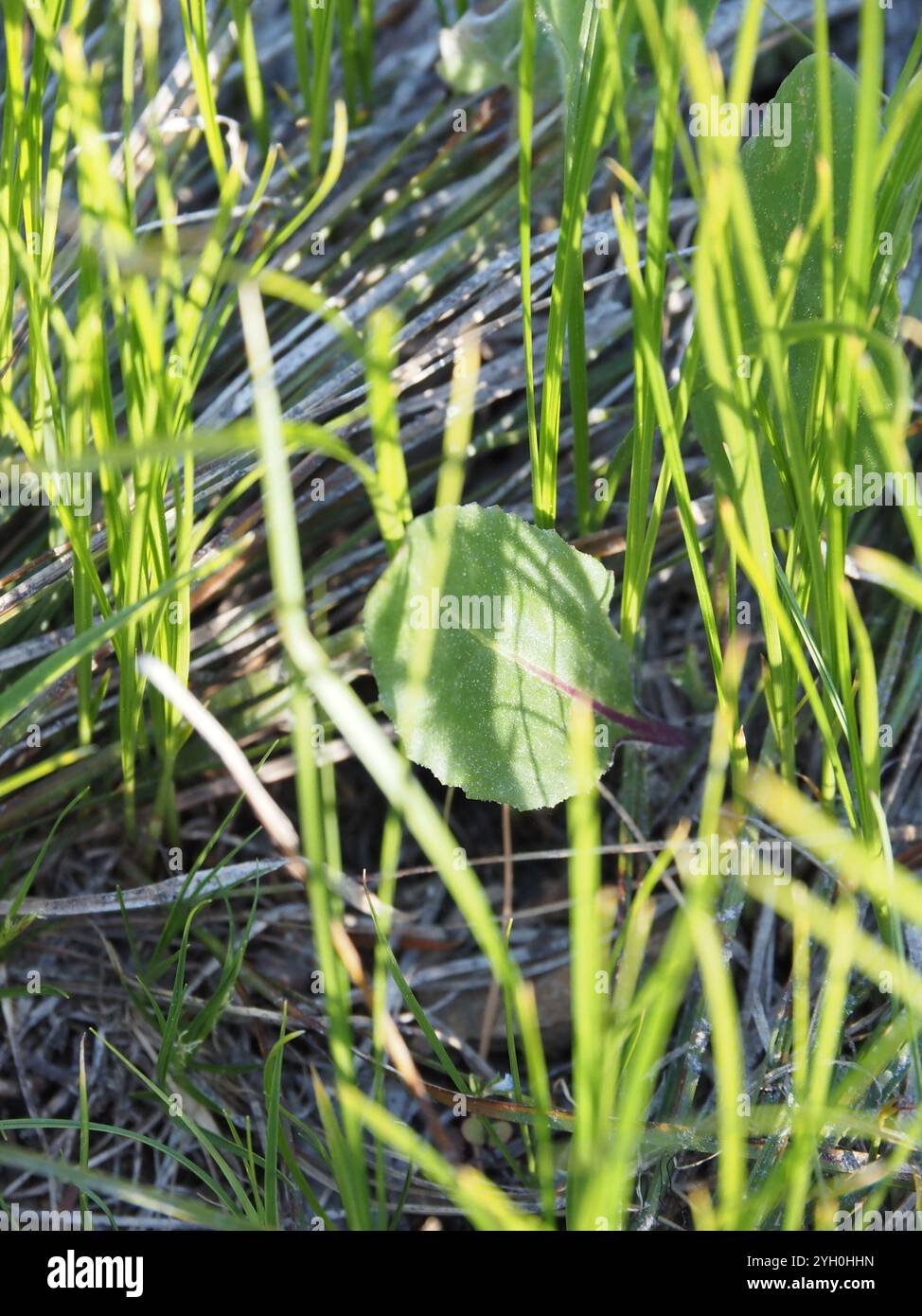 Tall western groundsel (Senecio integerrimus Stock Photo - Alamy