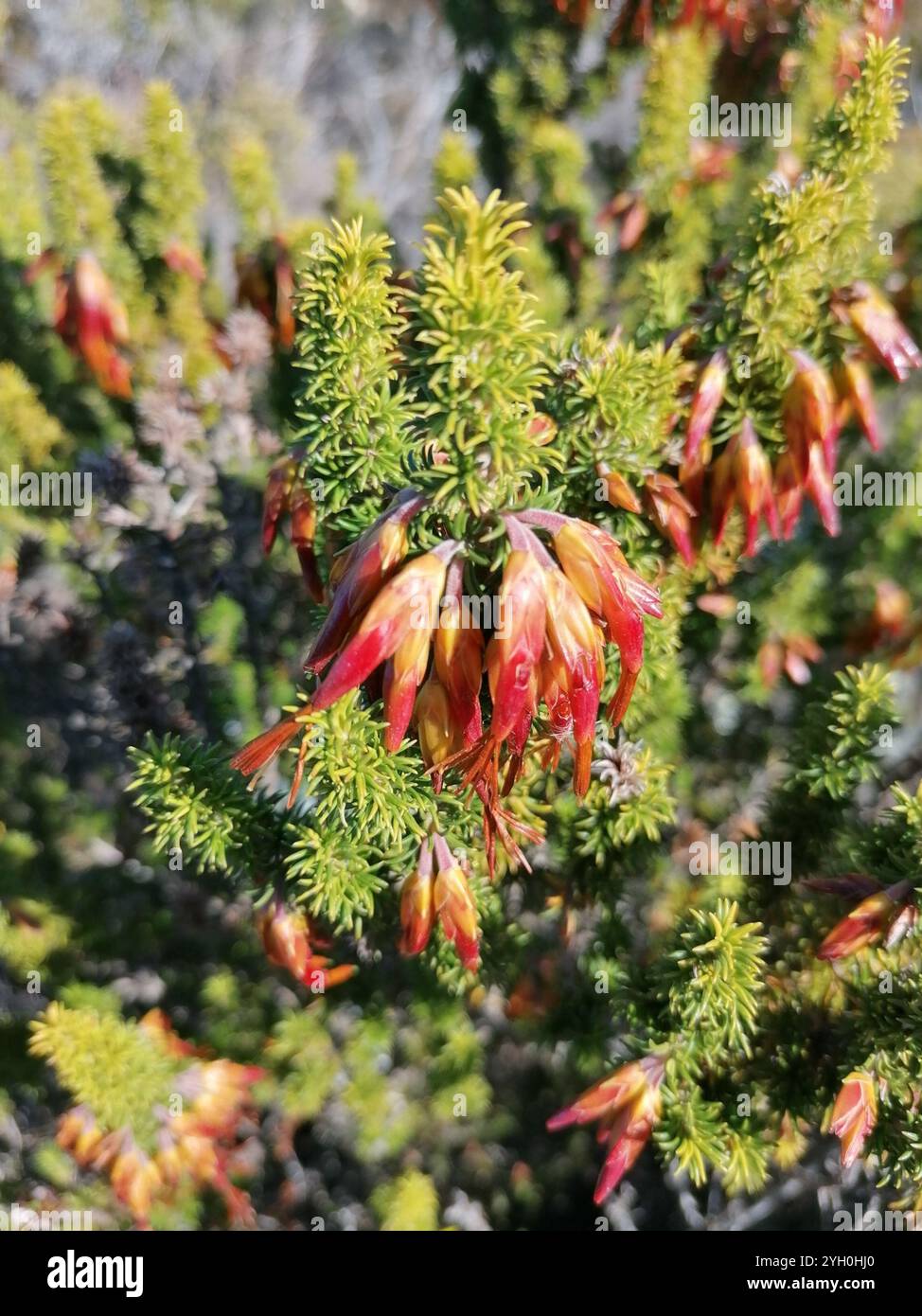 Erica coccinea coccinea hi-res stock photography and images - Alamy