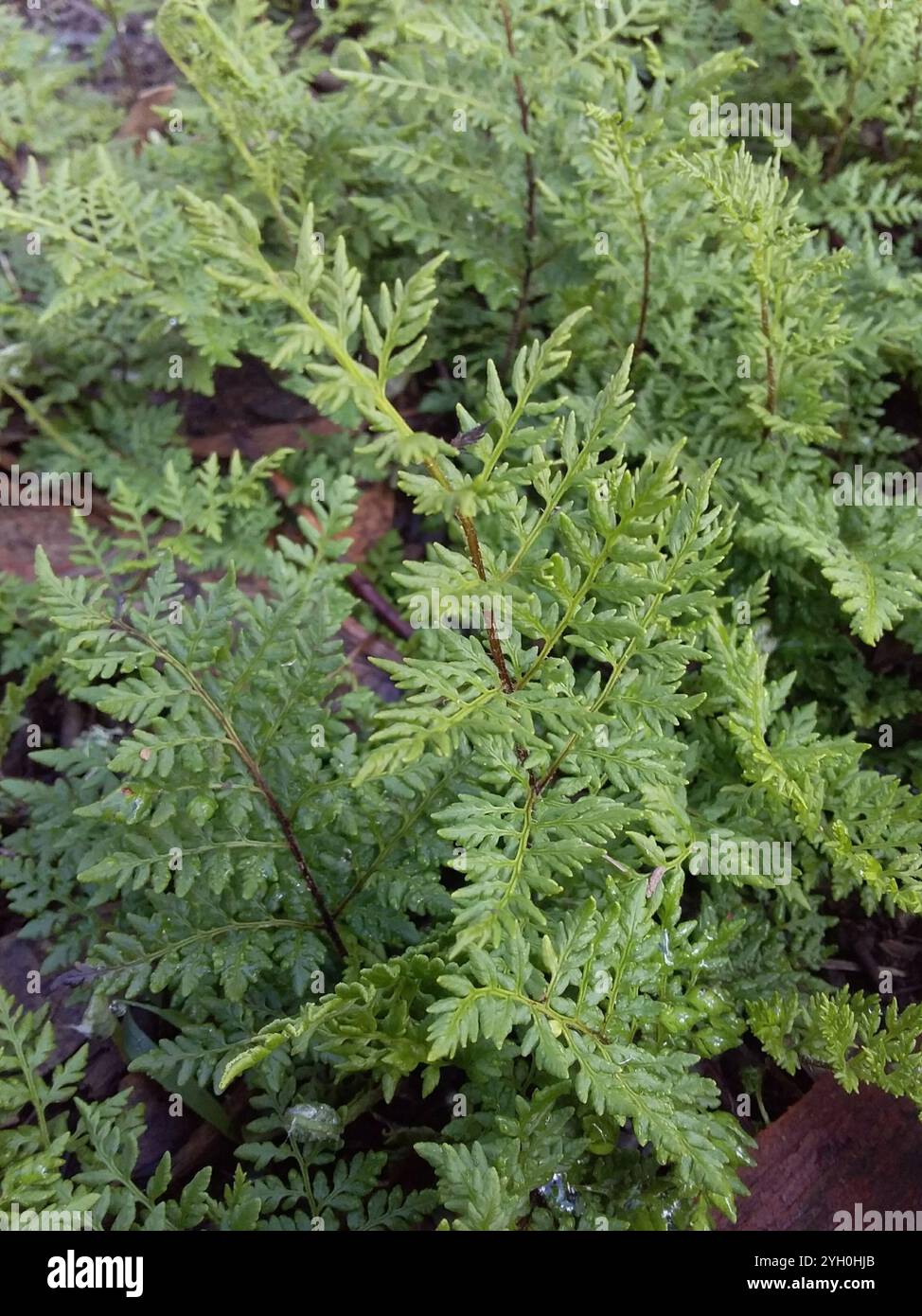 Rock Fern (Cheilanthes austrotenuifolia Stock Photo - Alamy