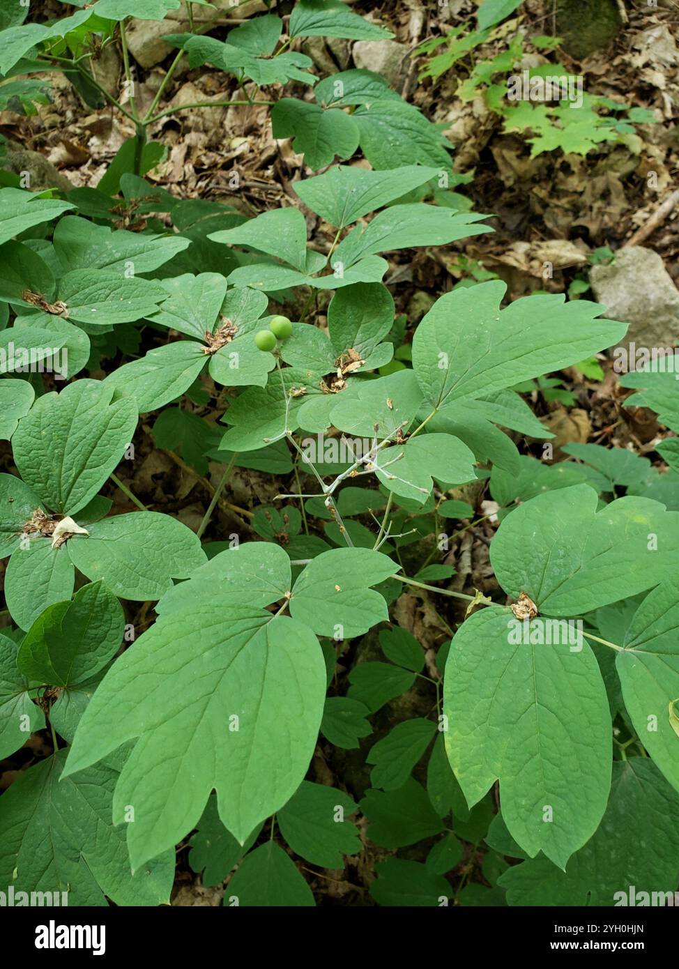 blue cohosh (Caulophyllum thalictroides Stock Photo - Alamy