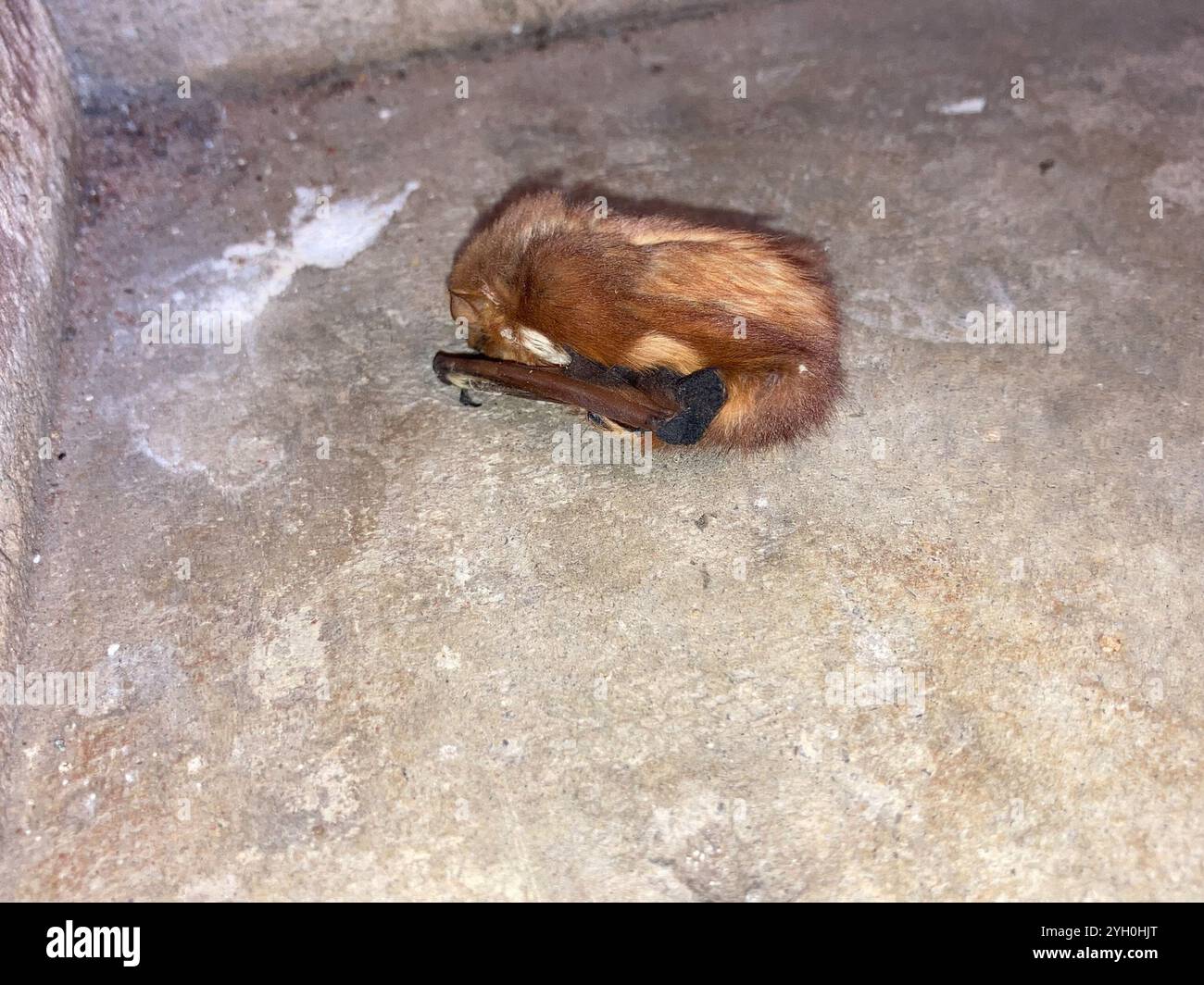 Eastern Red Bat (Lasiurus borealis Stock Photo - Alamy