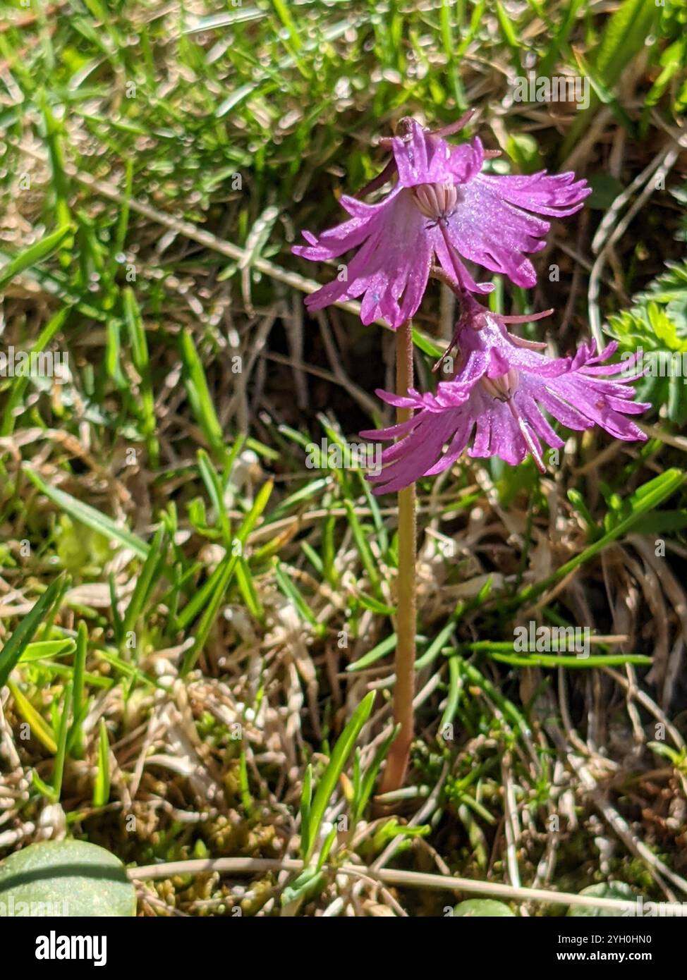Alpine Snowbell (Soldanella alpina Stock Photo - Alamy