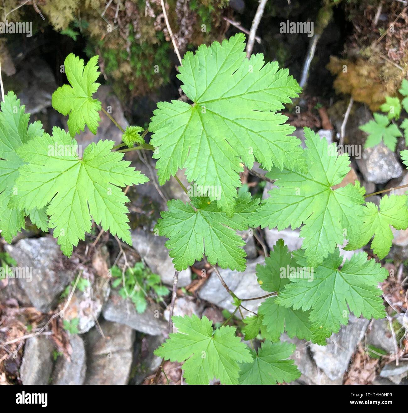 skunk currant (Ribes glandulosum Stock Photo - Alamy