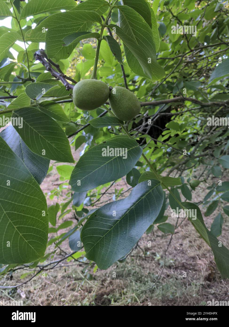 Persian walnut (Juglans regia Stock Photo - Alamy