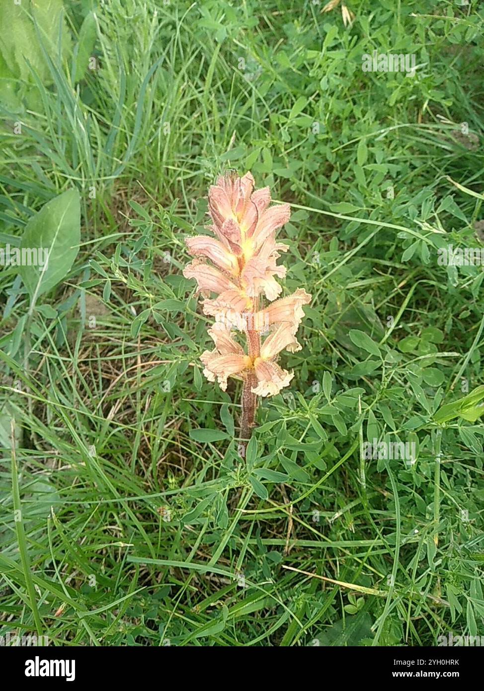 Orobanche lutea hi-res stock photography and images - Alamy