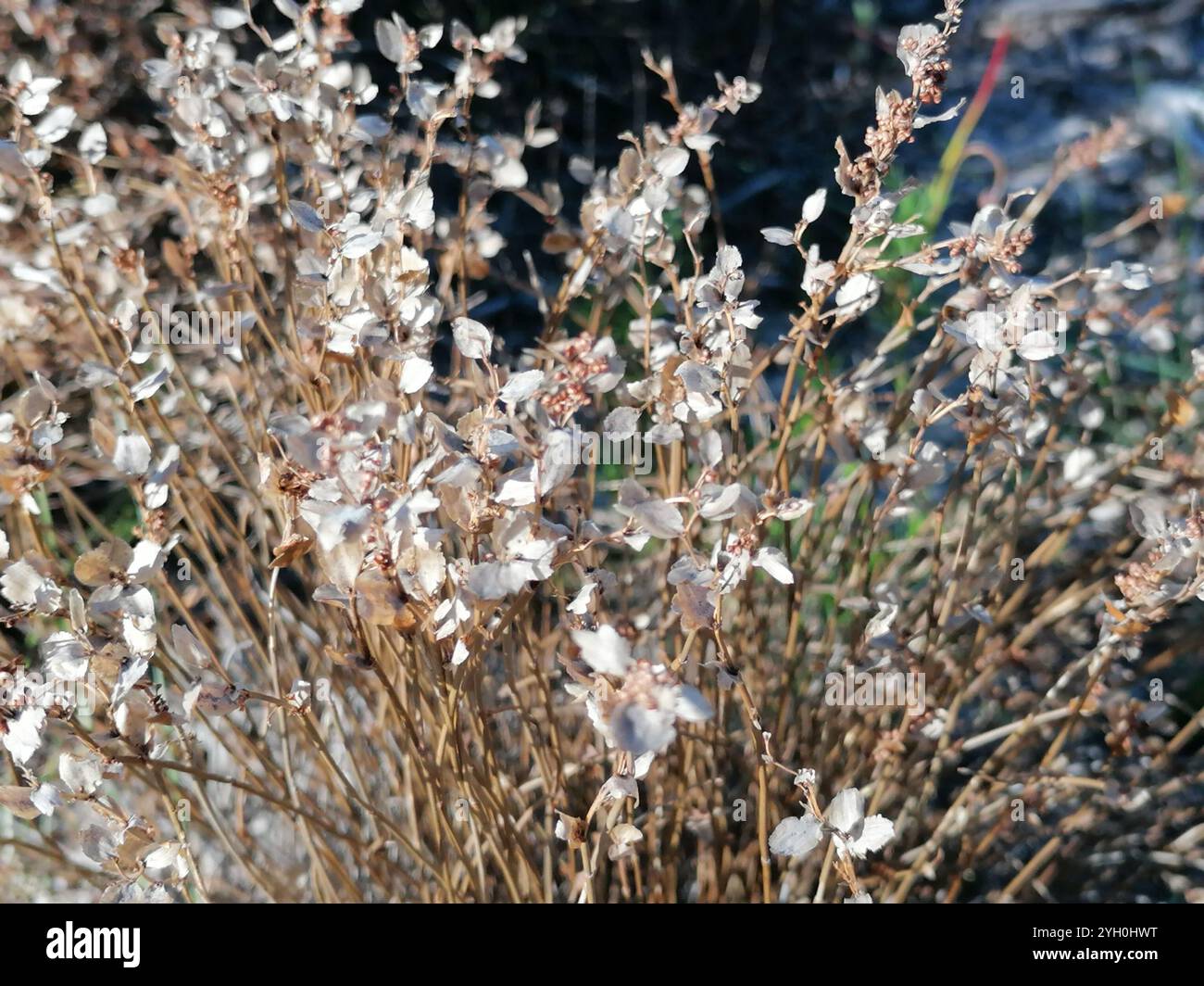 Restio festuciformis hi-res stock photography and images - Alamy