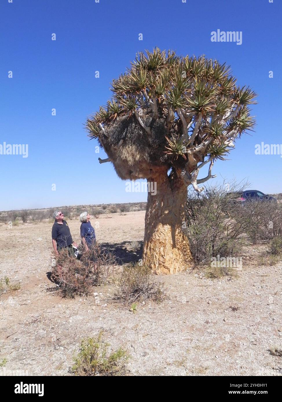 Quiver Tree (Aloidendron dichotomum Stock Photo - Alamy