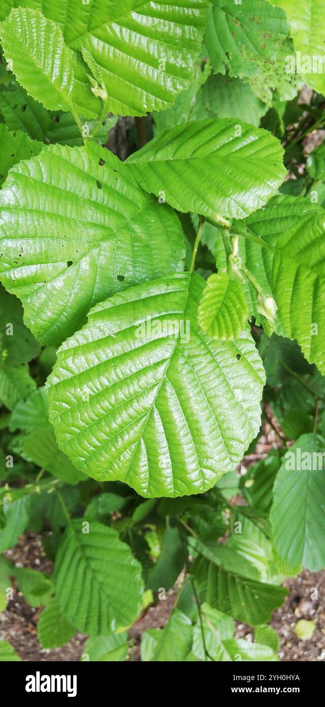 common alder (Alnus glutinosa Stock Photo - Alamy