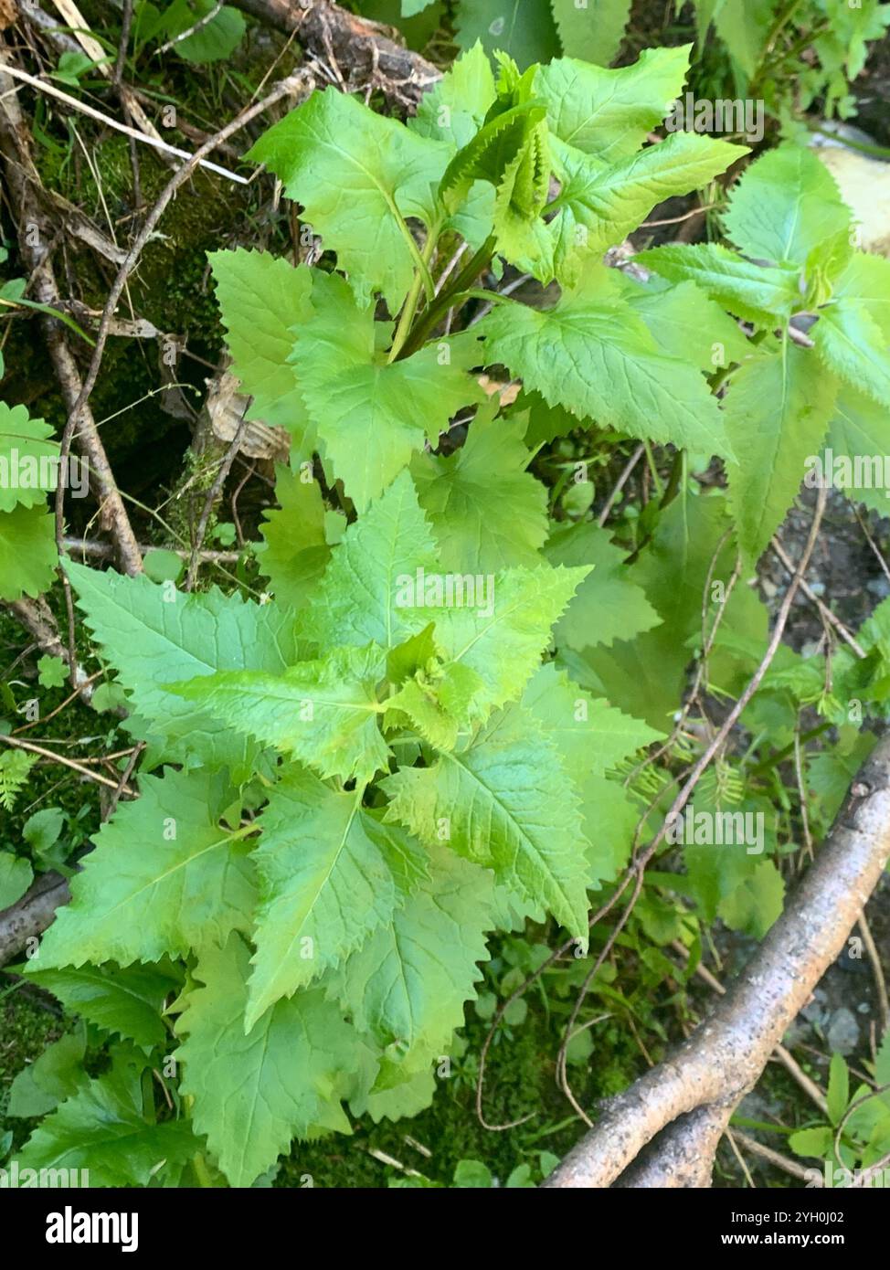 Arrowleaf Senecio (Senecio triangularis Stock Photo - Alamy