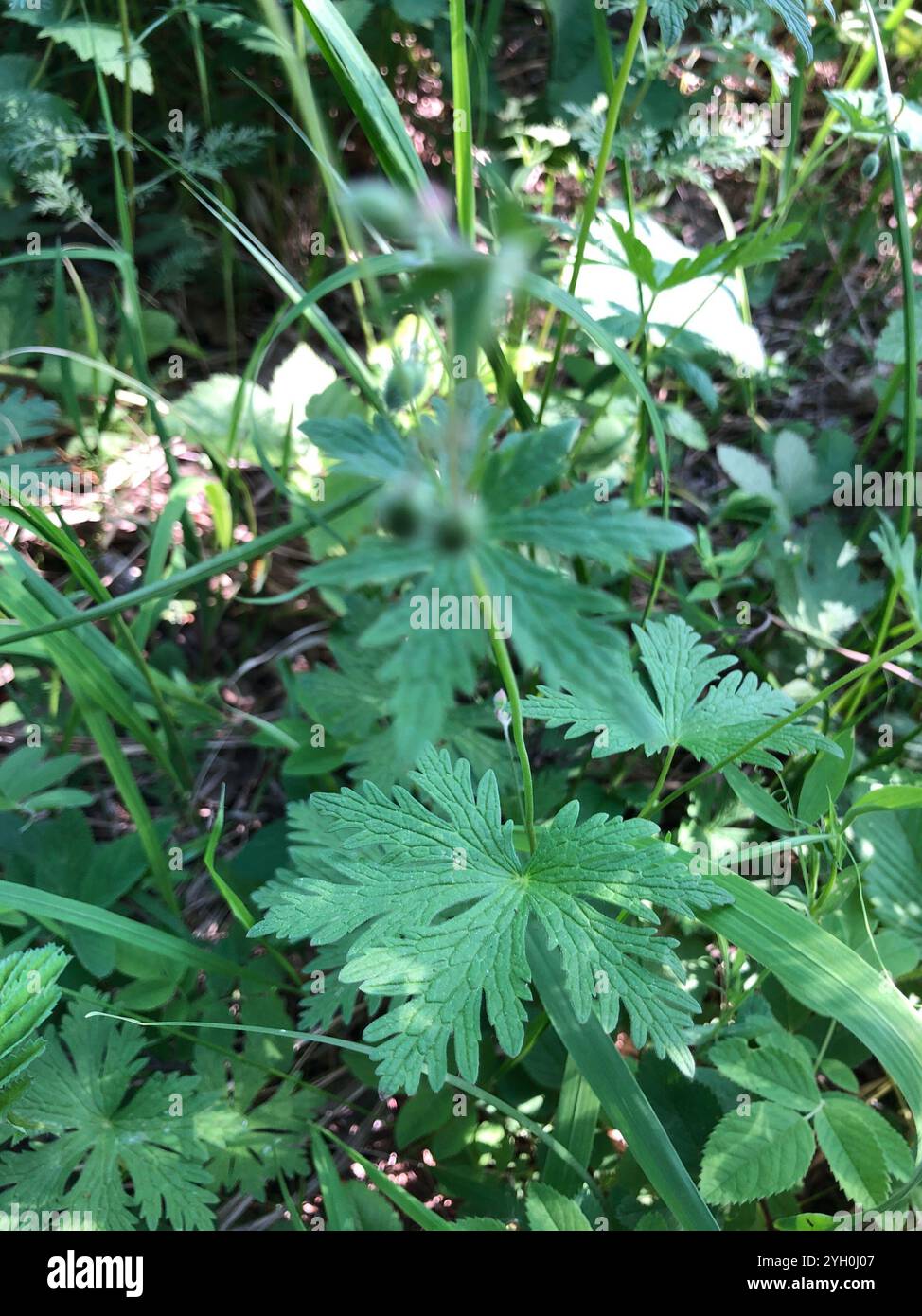 Siberian Crane's-bill (Geranium sibiricum Stock Photo - Alamy