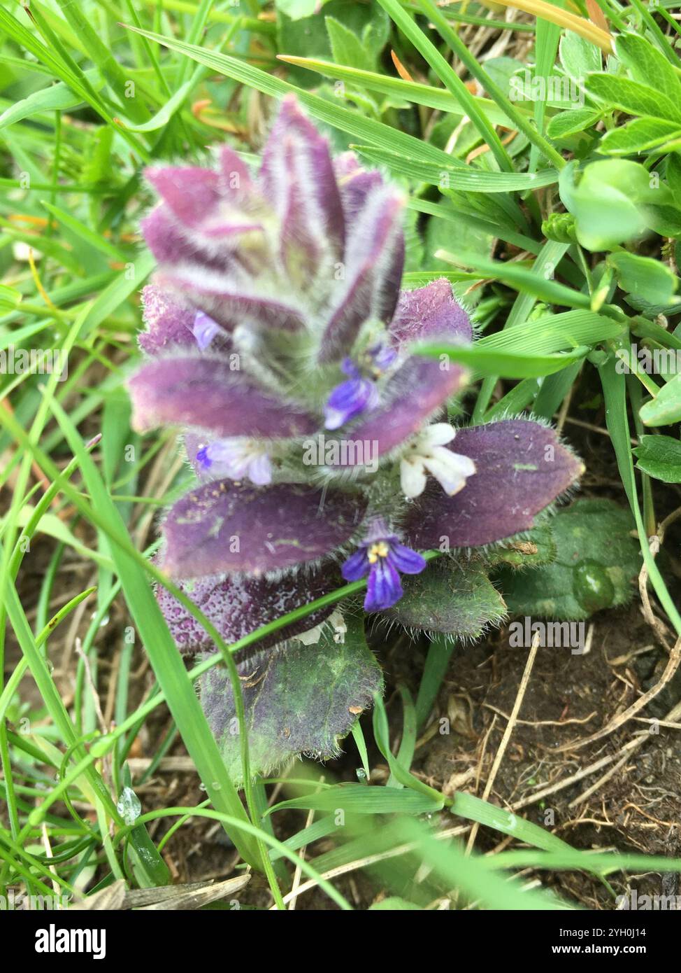 Pyramidal Bugle (Ajuga pyramidalis Stock Photo - Alamy