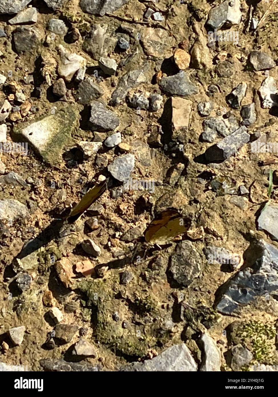 Pearl Crescent (Phyciodes tharos Stock Photo - Alamy