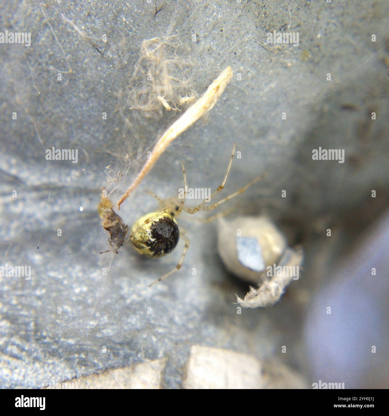 Comb-footed Spiders (Theridiidae Stock Photo - Alamy