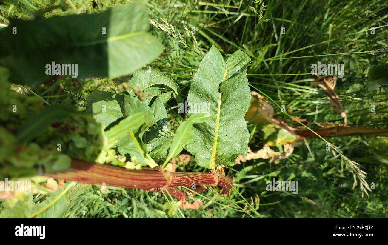 Patience Dock (Rumex patientia Stock Photo - Alamy