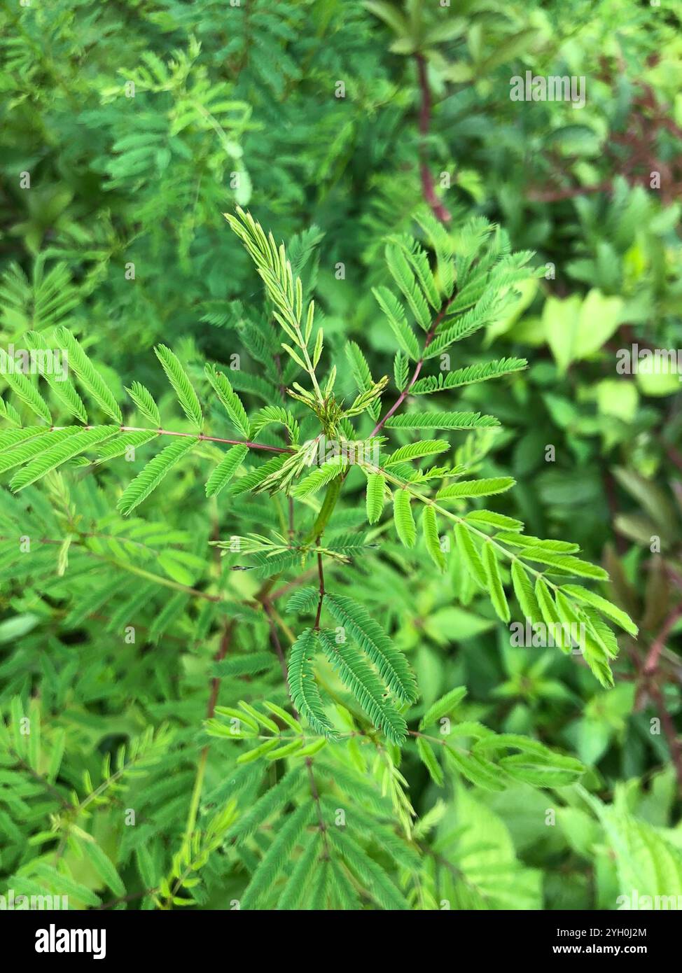 Illinois bundleflower (Desmanthus illinoensis Stock Photo - Alamy