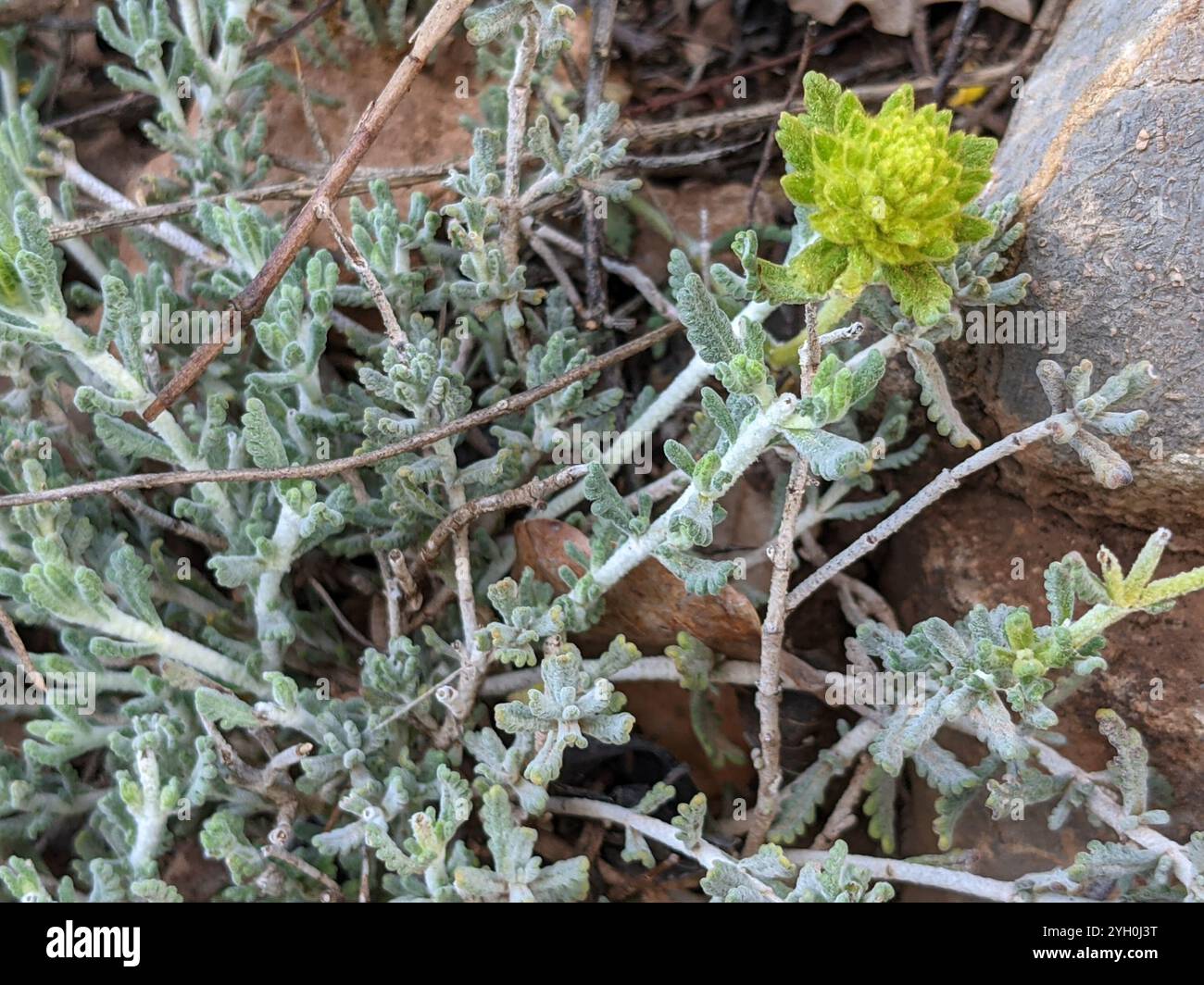 Gold germander (Teucrium aureum Stock Photo - Alamy