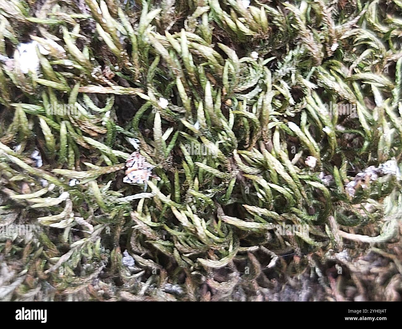 squirrel-tail moss (Leucodon sciuroides Stock Photo - Alamy