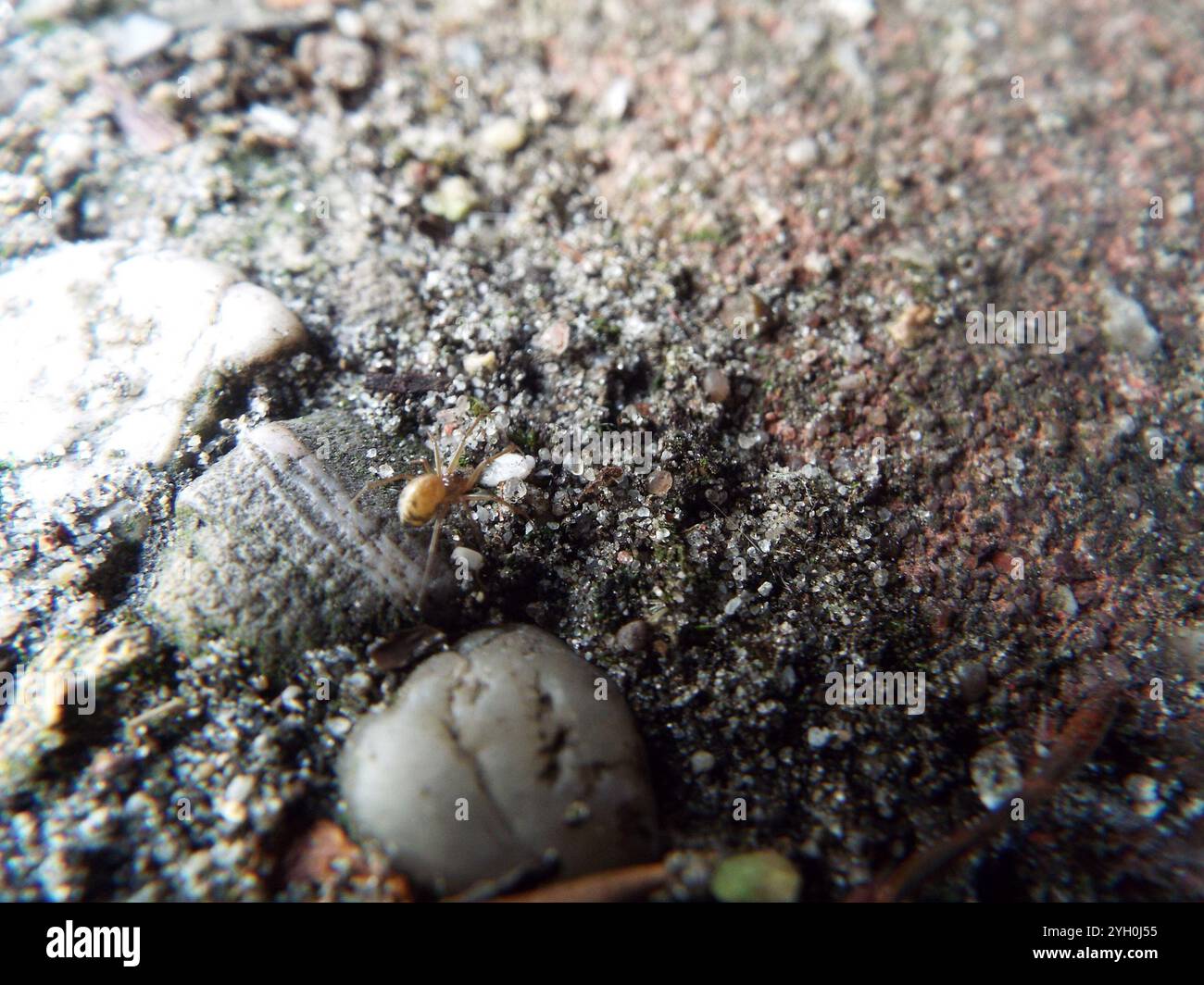 Sheetweb and Dwarf Weavers (Linyphiidae Stock Photo - Alamy
