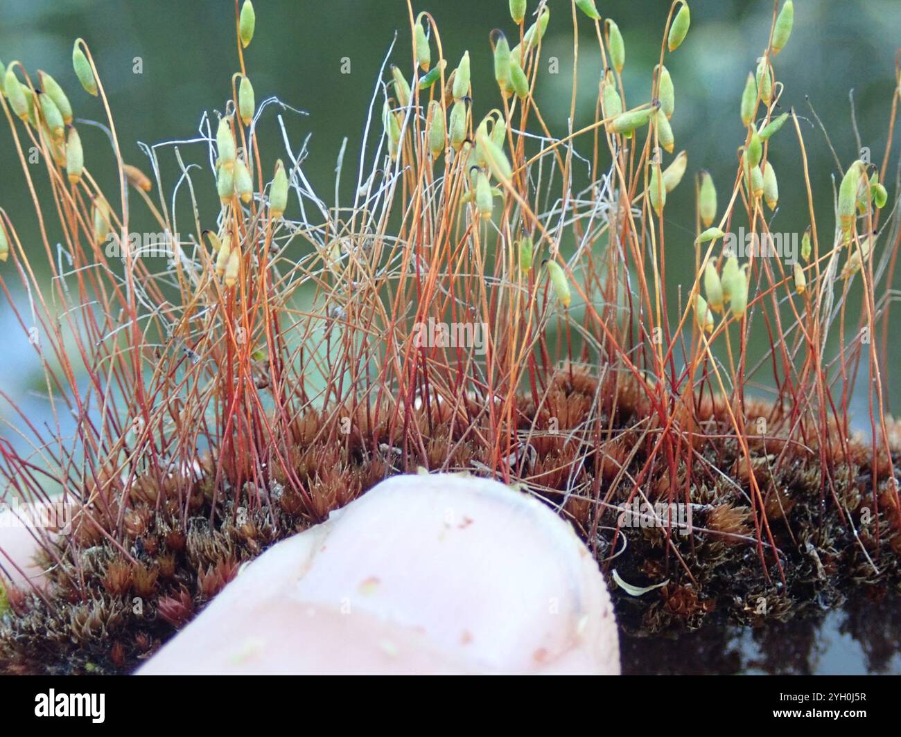 Bryaceae hi-res stock photography and images - Alamy