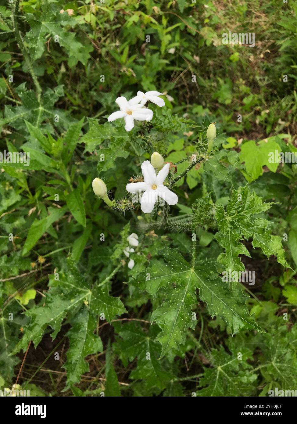 Texas Bull Nettle (Cnidoscolus texanus Stock Photo - Alamy