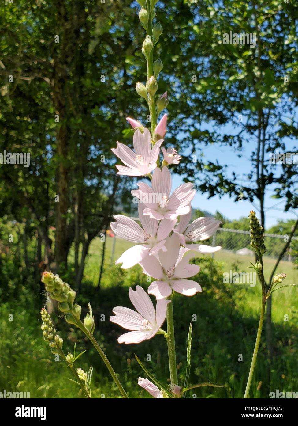 Meadow checker mallow hi-res stock photography and images - Alamy
