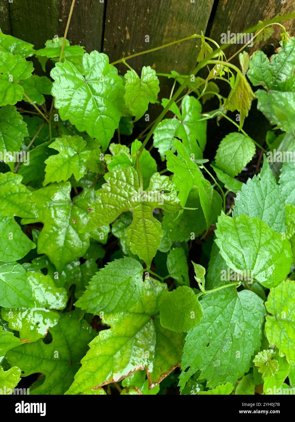 grape family (Vitaceae Stock Photo - Alamy