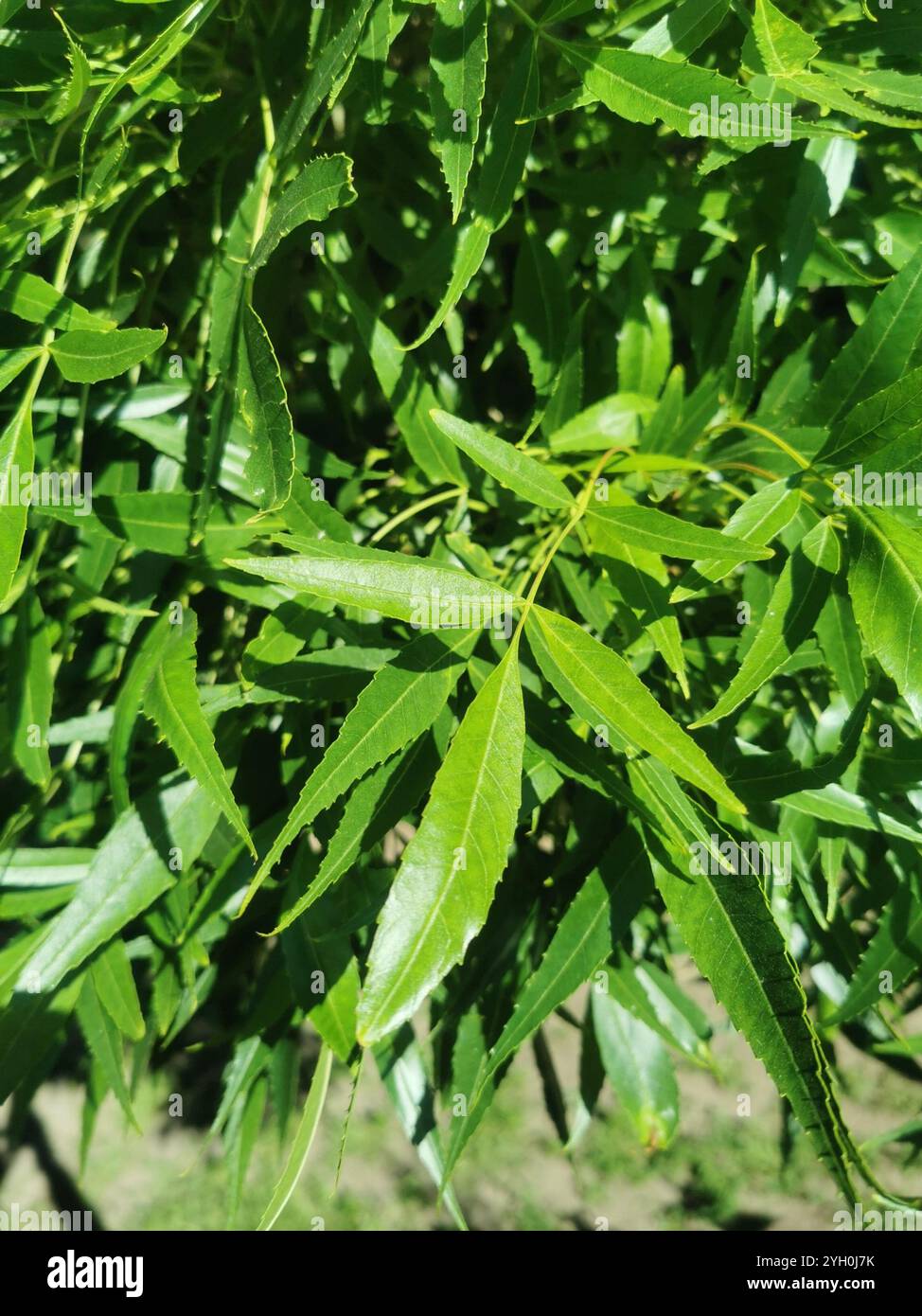 Narrow-leaved Ash (Fraxinus angustifolia Stock Photo - Alamy