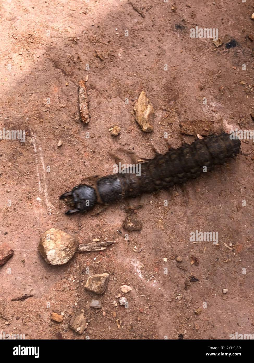 Western Dobsonfly (Corydalus texanus Stock Photo - Alamy