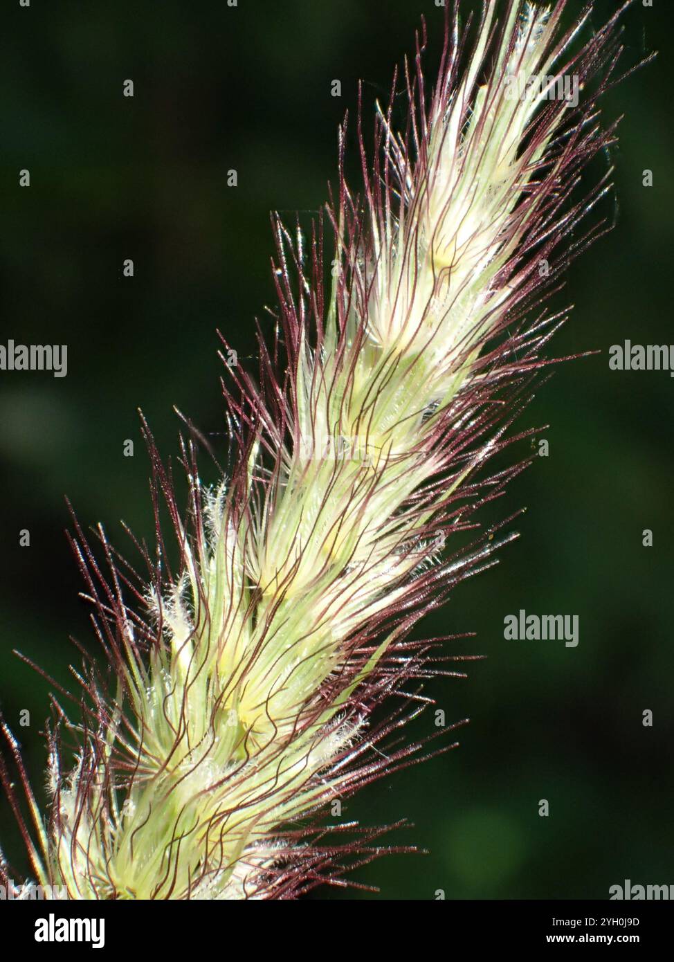 buffelgrass (Cenchrus ciliaris Stock Photo - Alamy