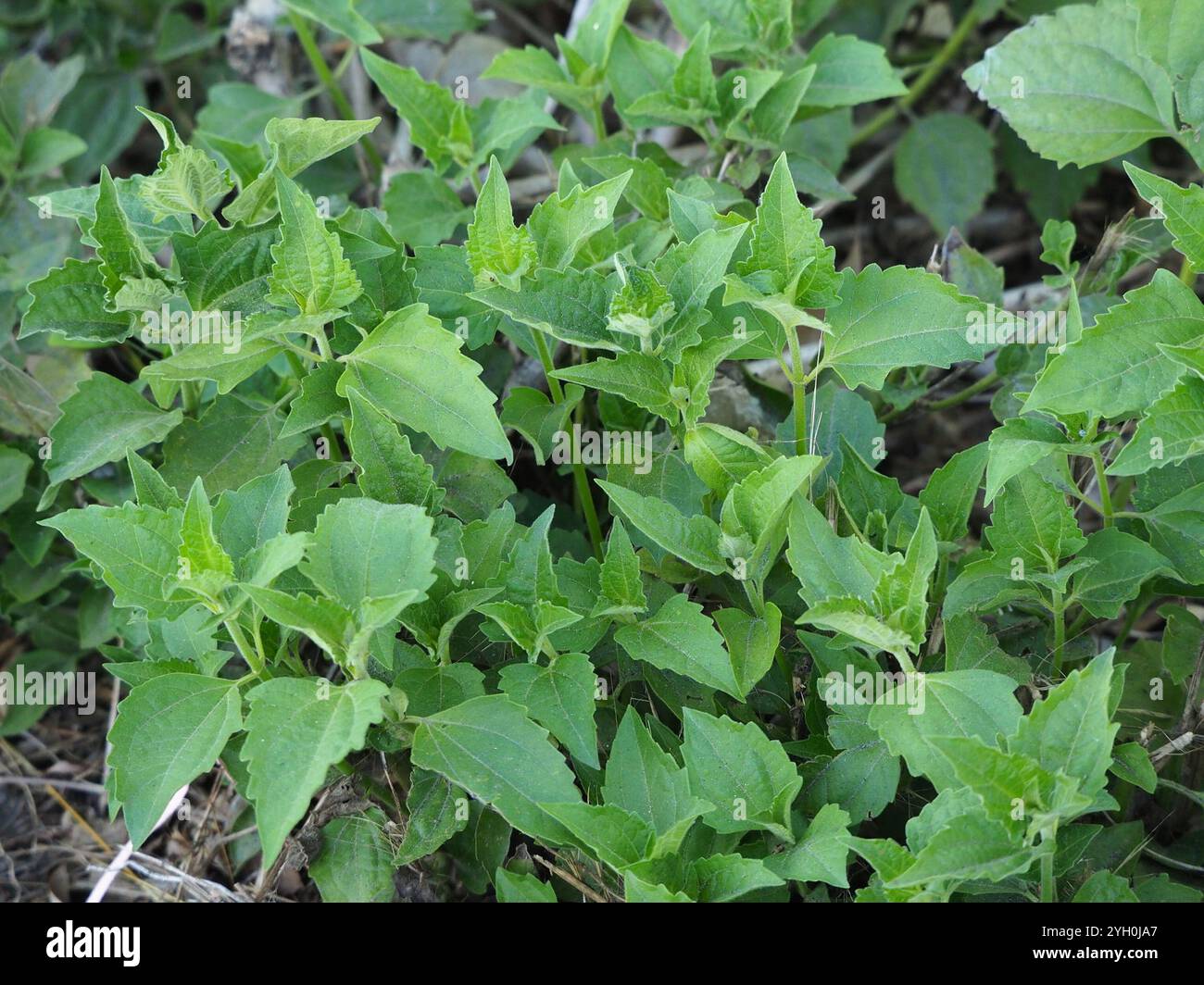 Siam weed (Chromolaena odorata Stock Photo - Alamy