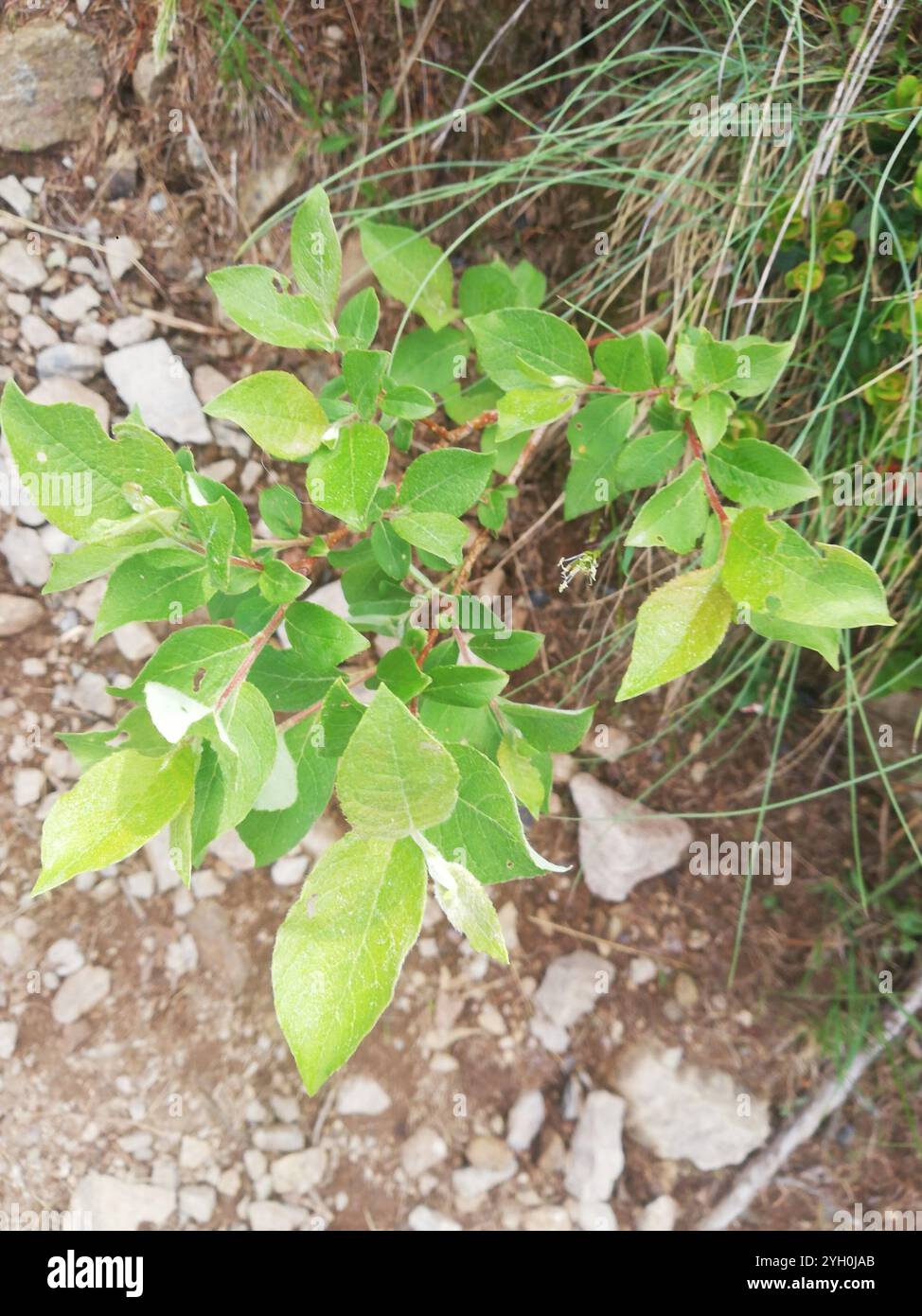 goat willow (Salix caprea Stock Photo - Alamy