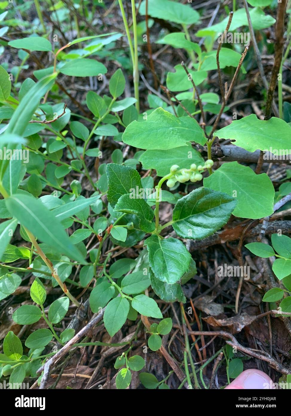 one-sided wintergreen (Orthilia secunda Stock Photo - Alamy