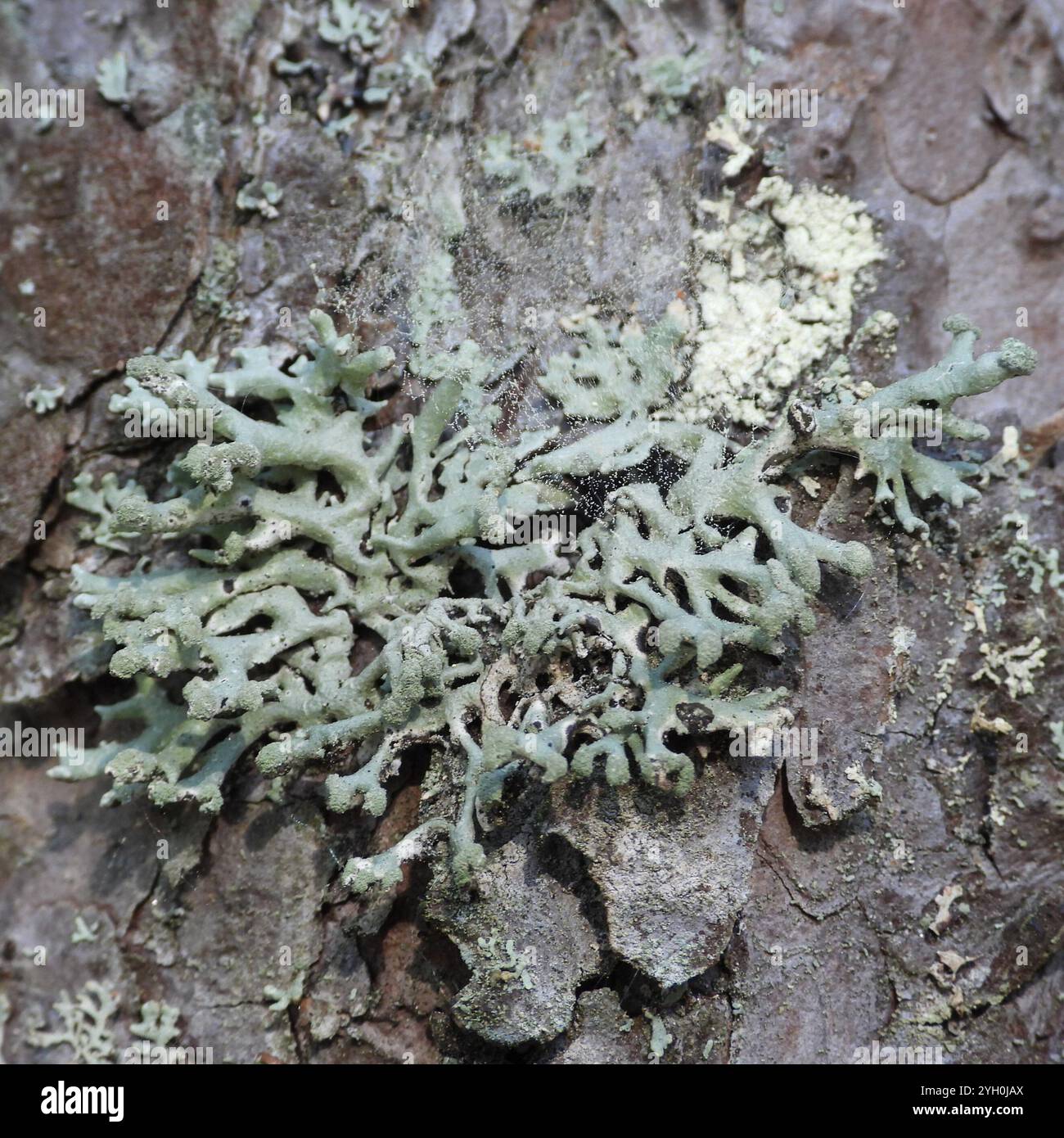 Powder-headed Tube Lichen (Hypogymnia tubulosa Stock Photo - Alamy