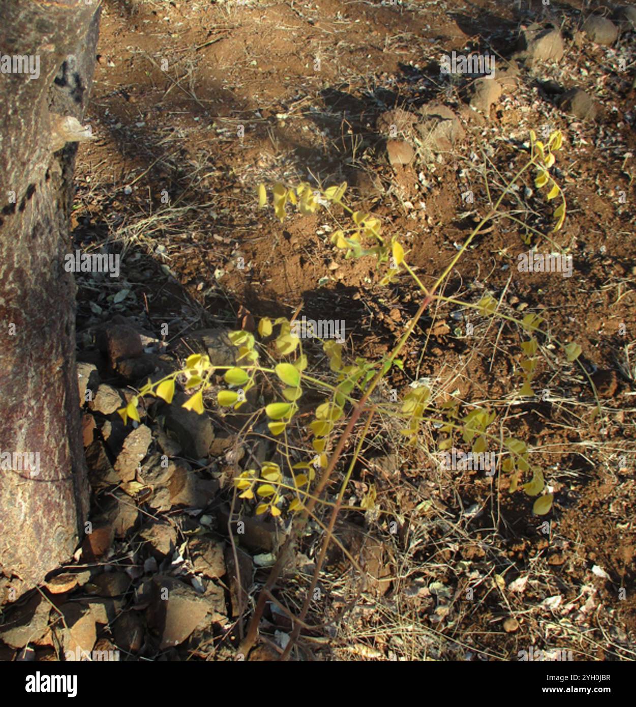 Moringa trees (Moringa Stock Photo - Alamy