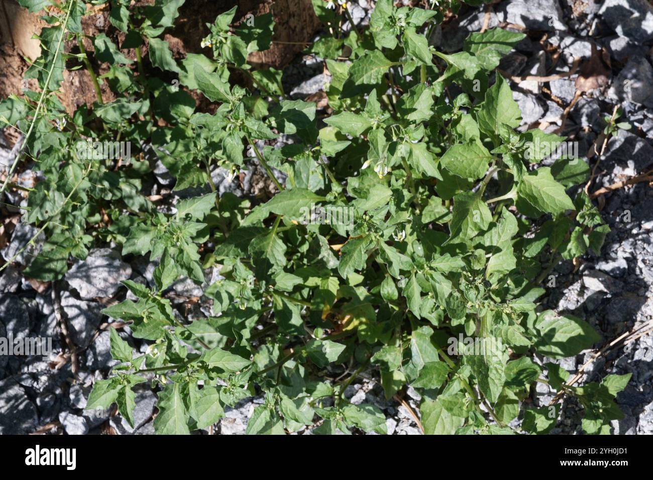 red nightshade (Solanum villosum Stock Photo - Alamy