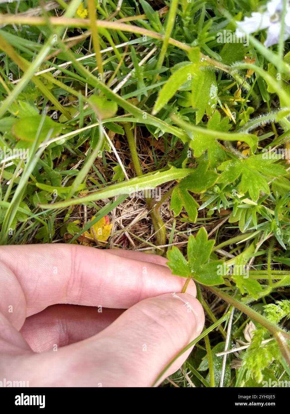 Western Buttercup (Ranunculus occidentalis Stock Photo - Alamy