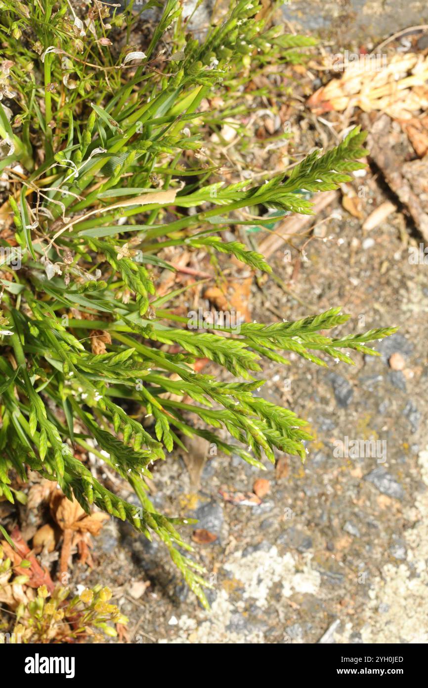 Sea Fern-grass (Catapodium marinum Stock Photo - Alamy