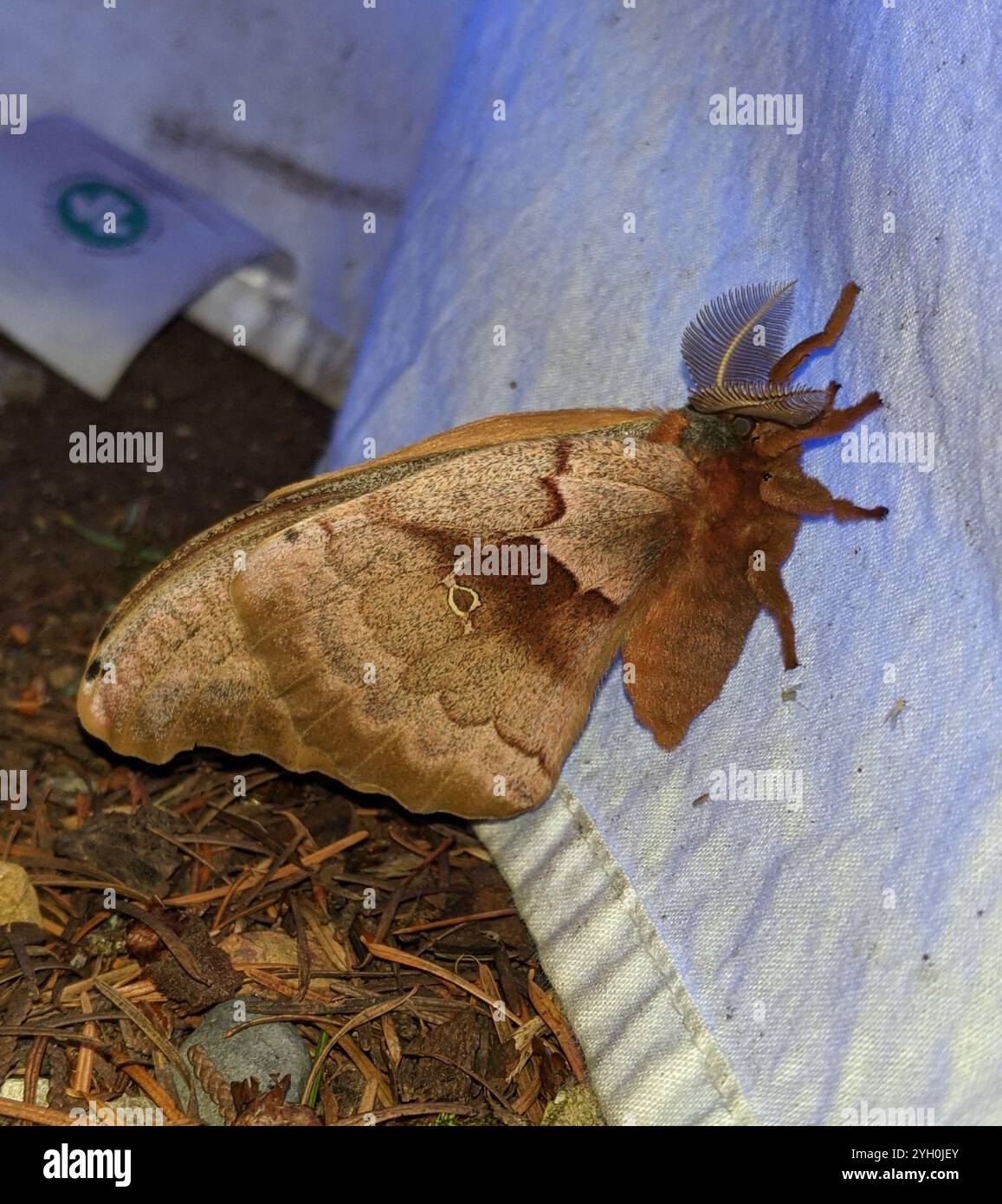 Polyphemus Moth (Antheraea polyphemus Stock Photo - Alamy