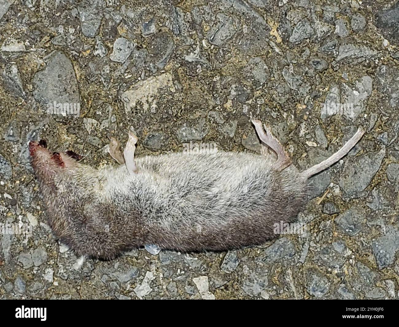 North American Least Shrew (Cryptotis parvus Stock Photo - Alamy