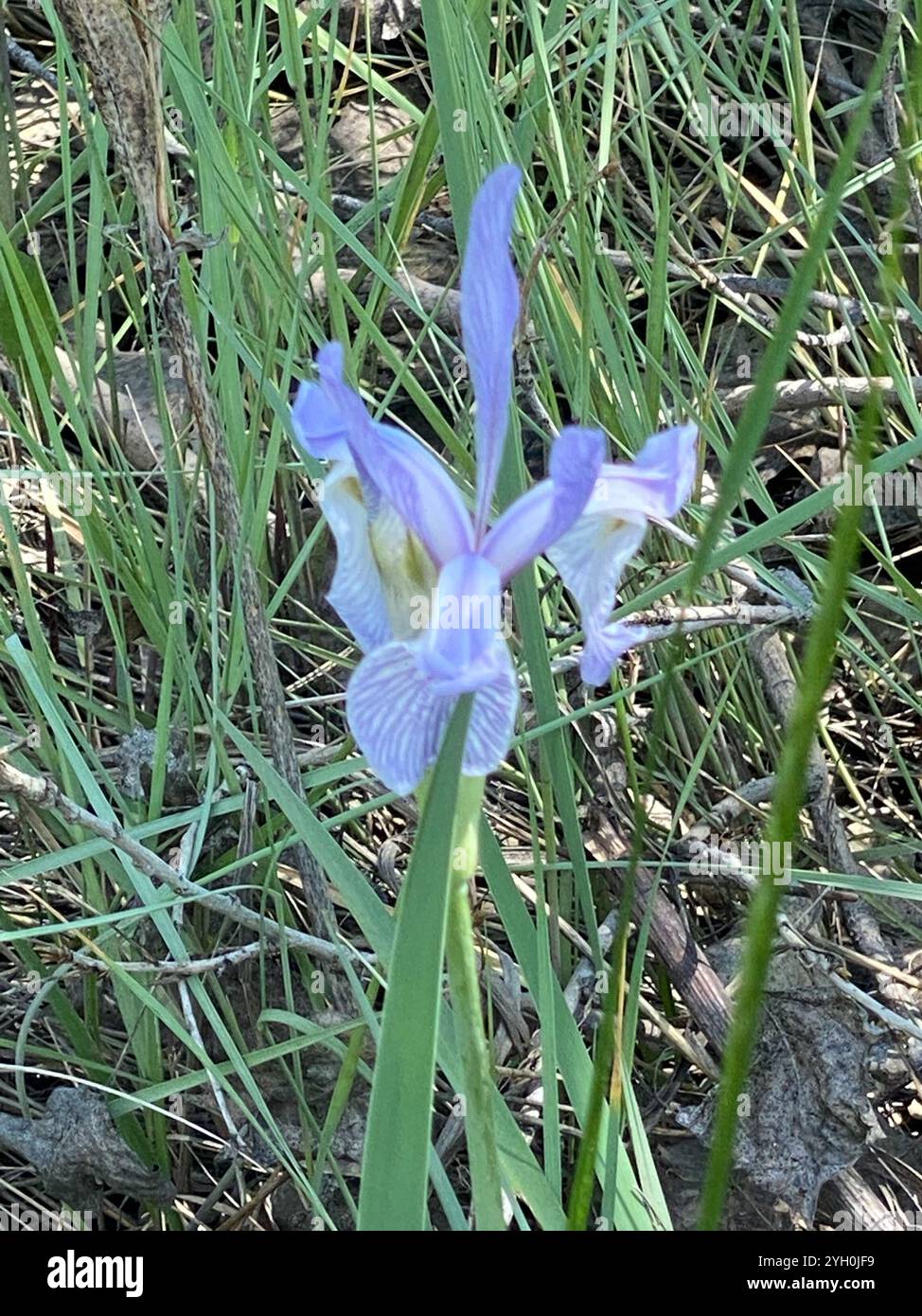 western blue flag (Iris missouriensis Stock Photo - Alamy