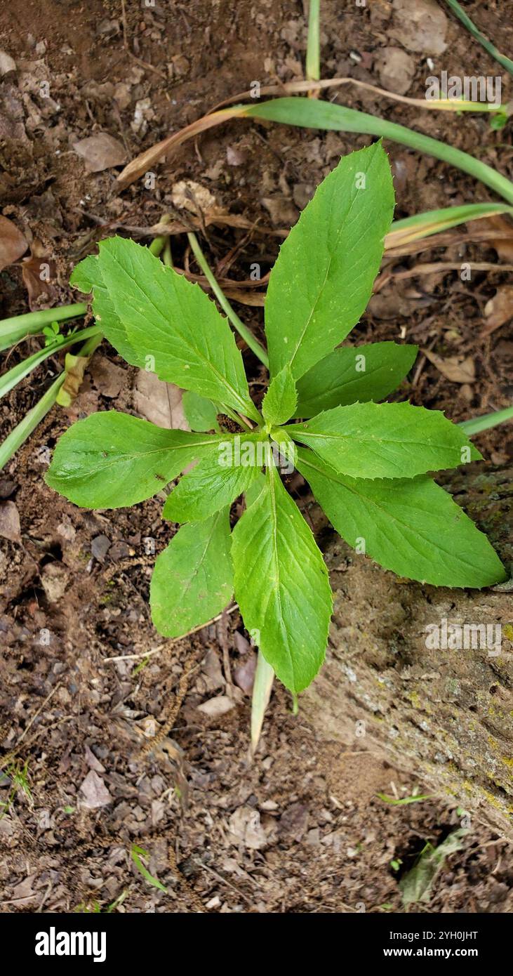 American burnweed hi-res stock photography and images - Alamy
