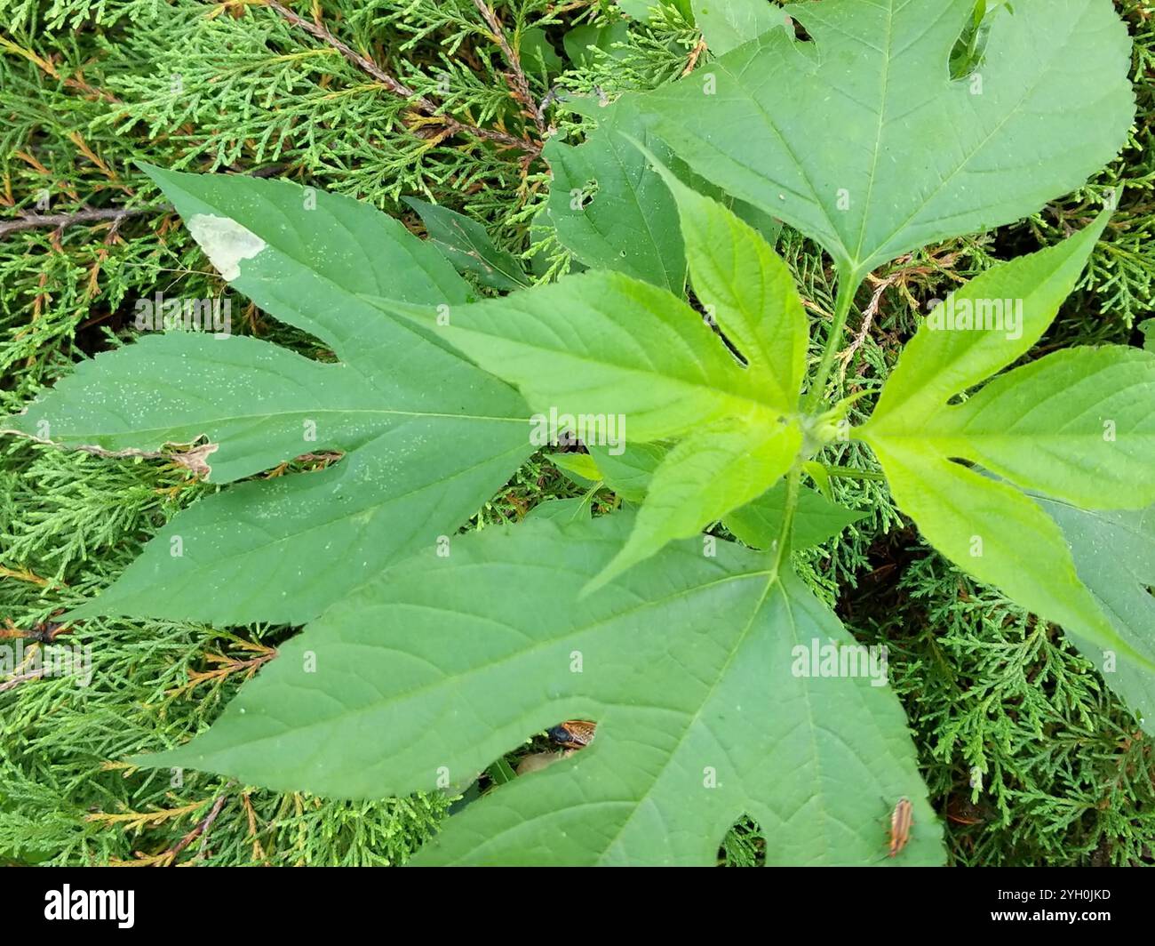 giant ragweed (Ambrosia trifida Stock Photo - Alamy