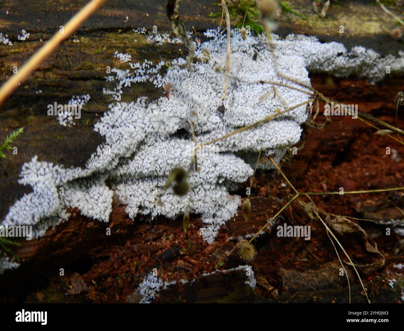 Honeycomb Coral Slime Mold (Ceratiomyxa fruticulosa Stock Photo - Alamy