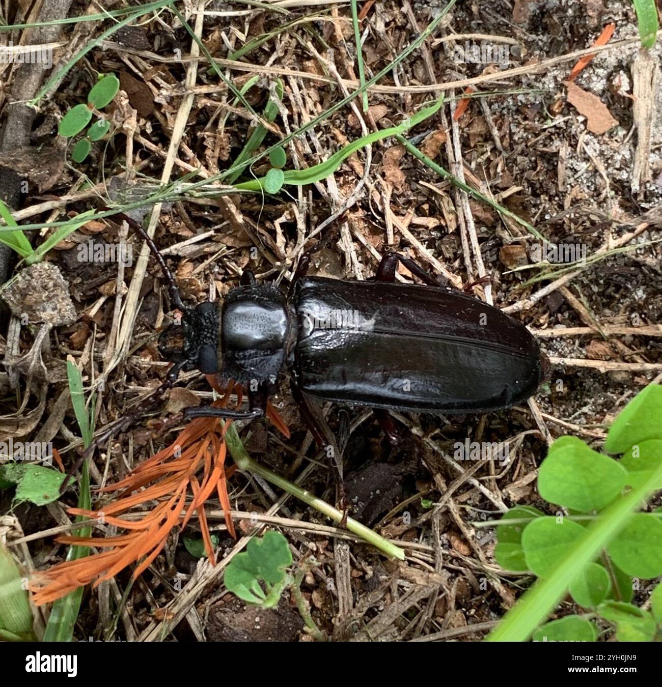 Hardwood Stump Borer (Mallodon dasystomus Stock Photo - Alamy