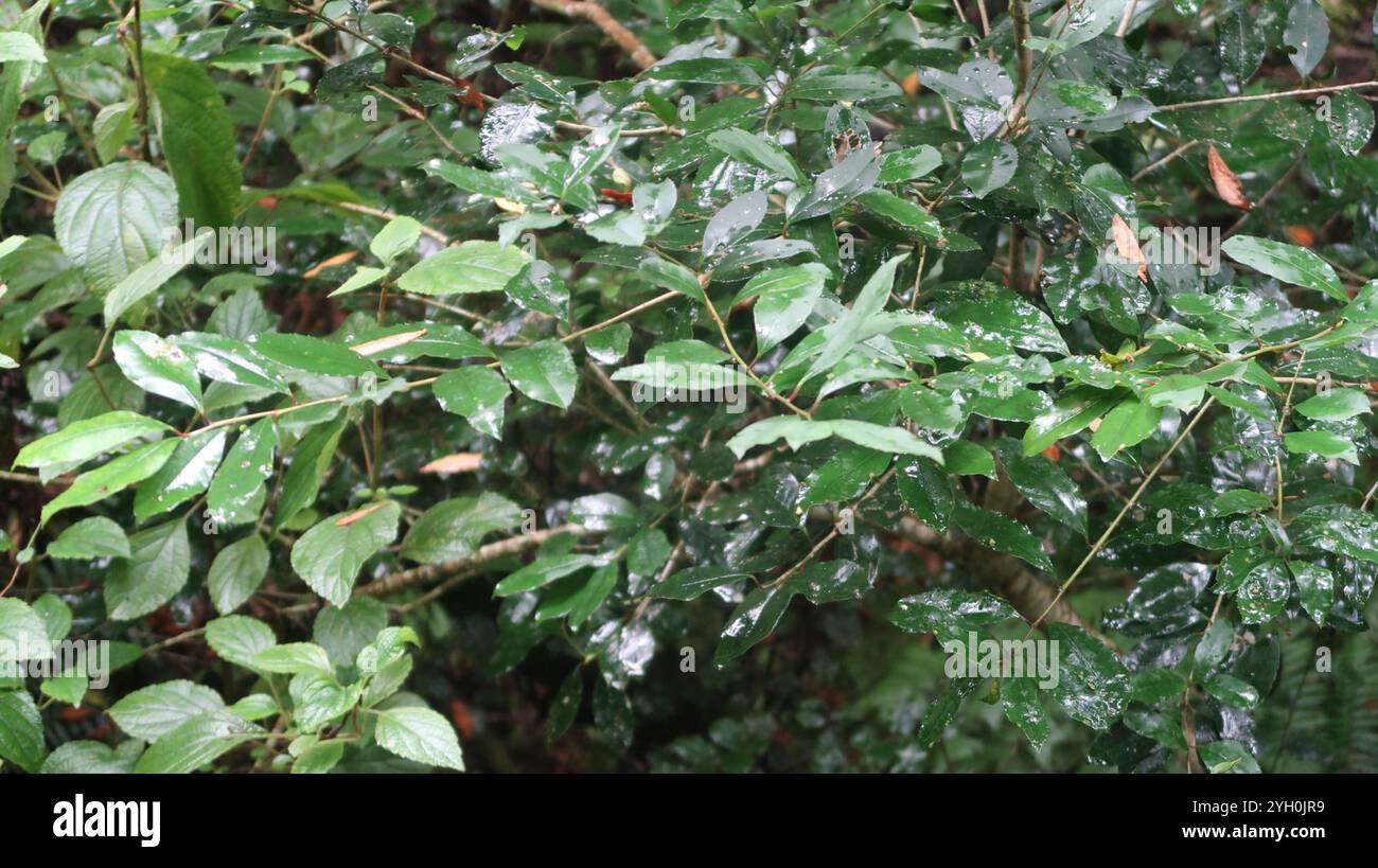 Common Cape Holly (Ilex mitis mitis Stock Photo - Alamy