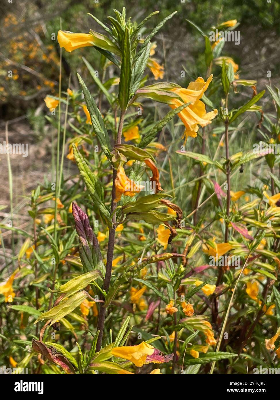 orange bush monkeyflower (Diplacus aurantiacus Stock Photo - Alamy