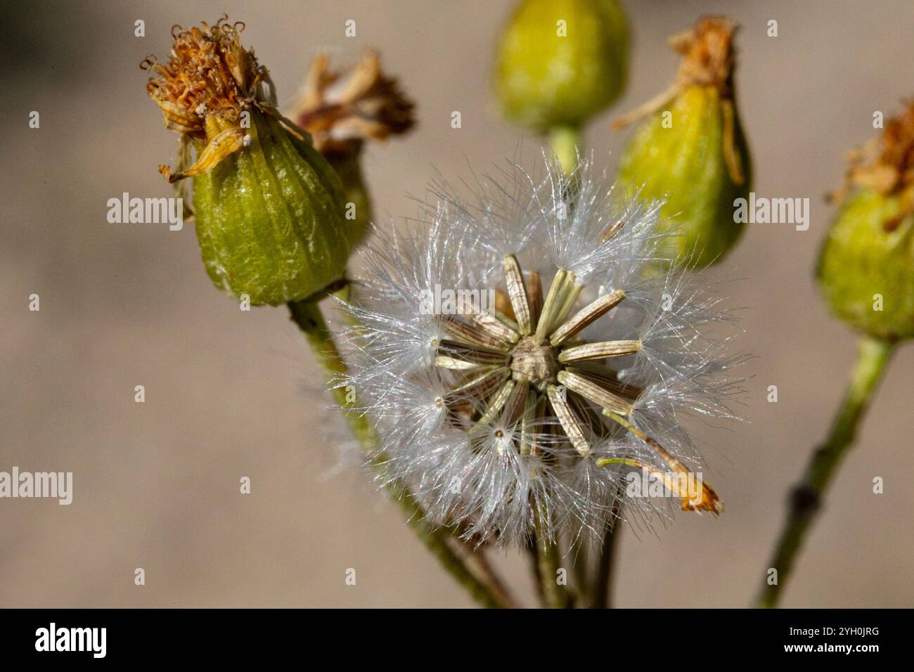 woolly groundsel (Packera cana Stock Photo - Alamy